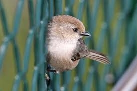 Bushtit - Santa Cruz Island Reserve