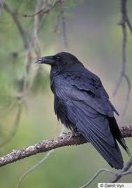 Common Raven - Santa Cruz Island Reserve